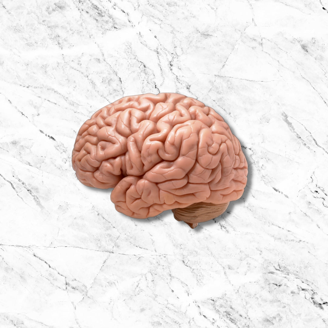 Brain & Nervous System – Ashraf Labs