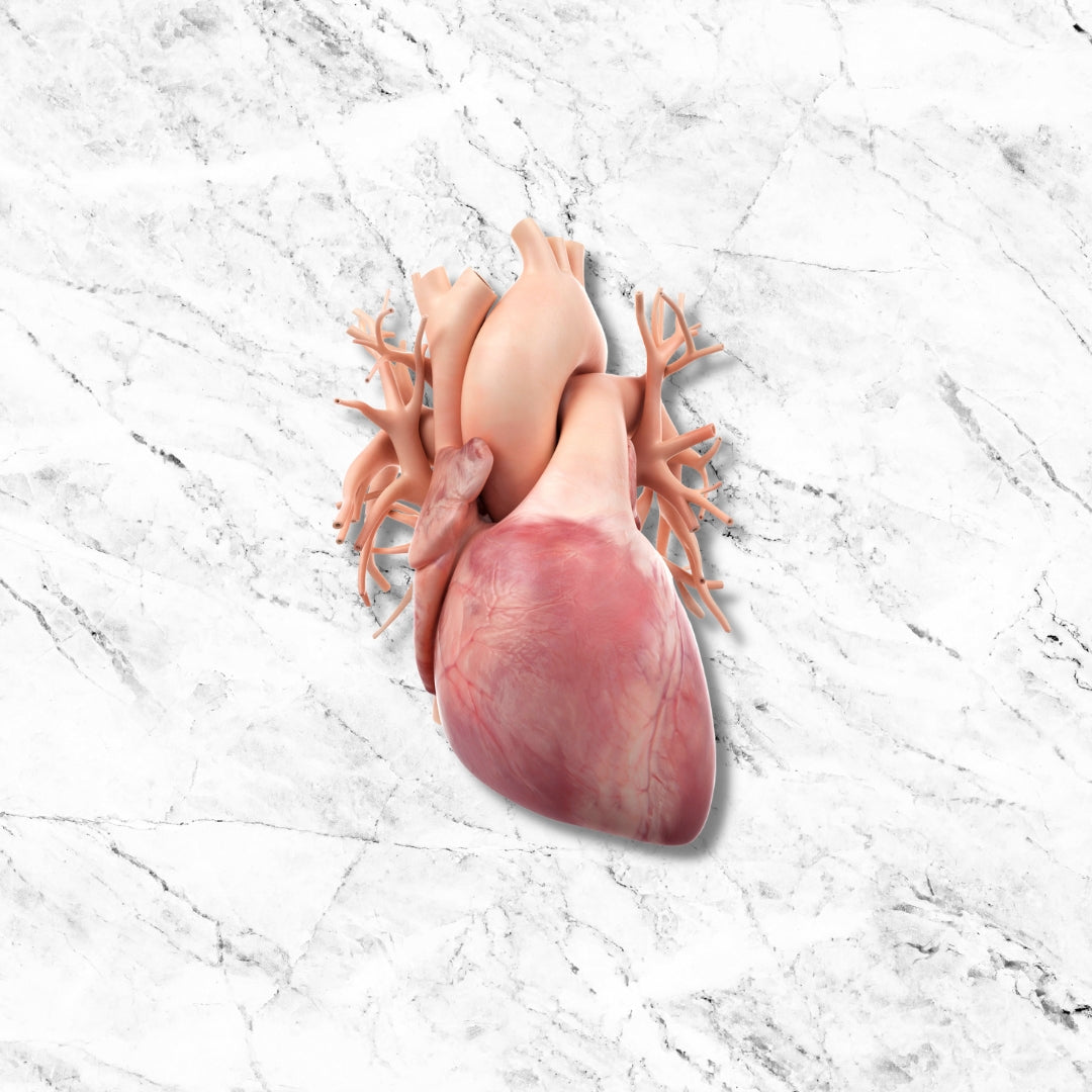 Heart – Ashraf Labs